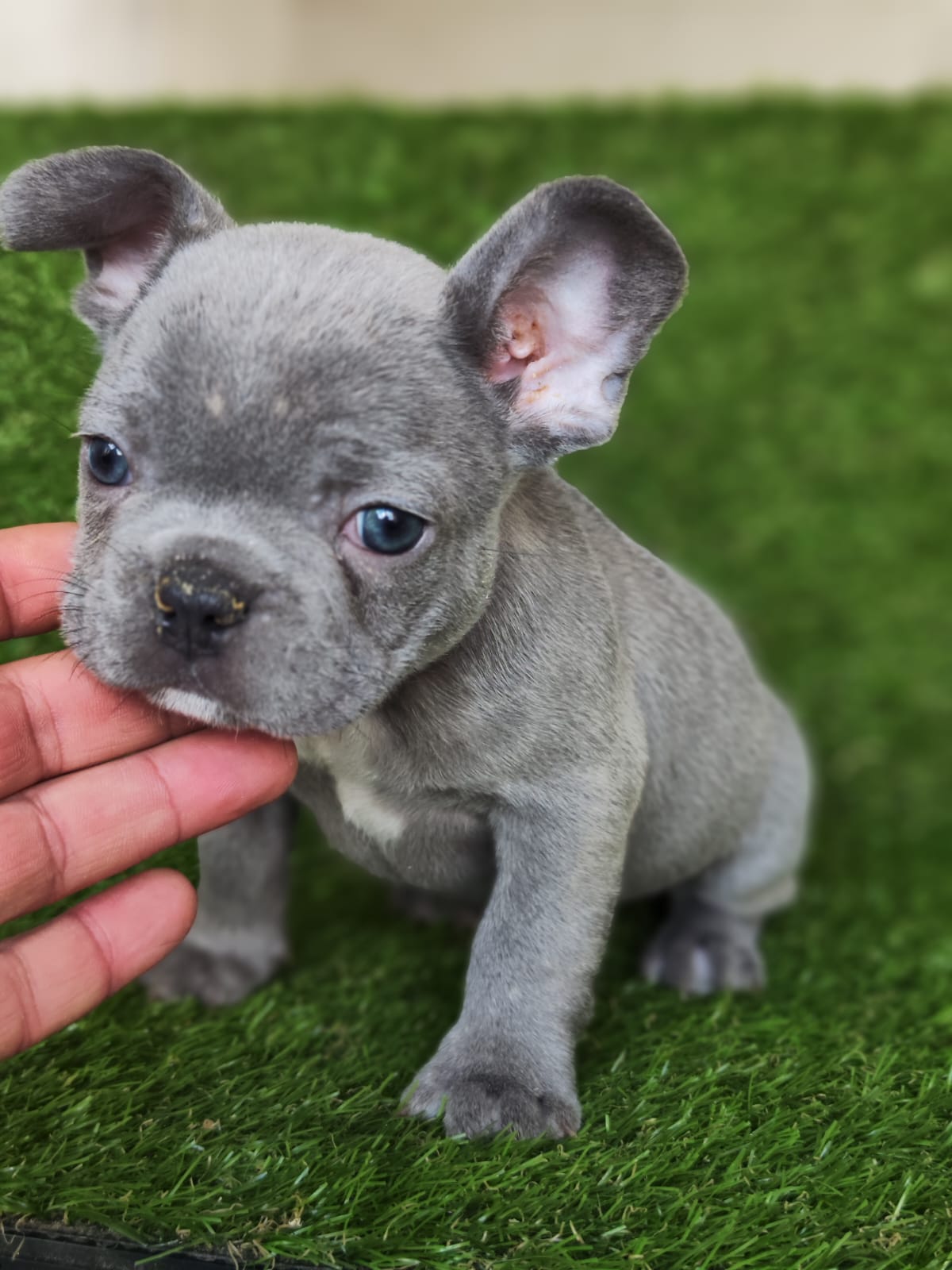 Criadero de Bulldog francés| Teckel |Shih Tzu en España
