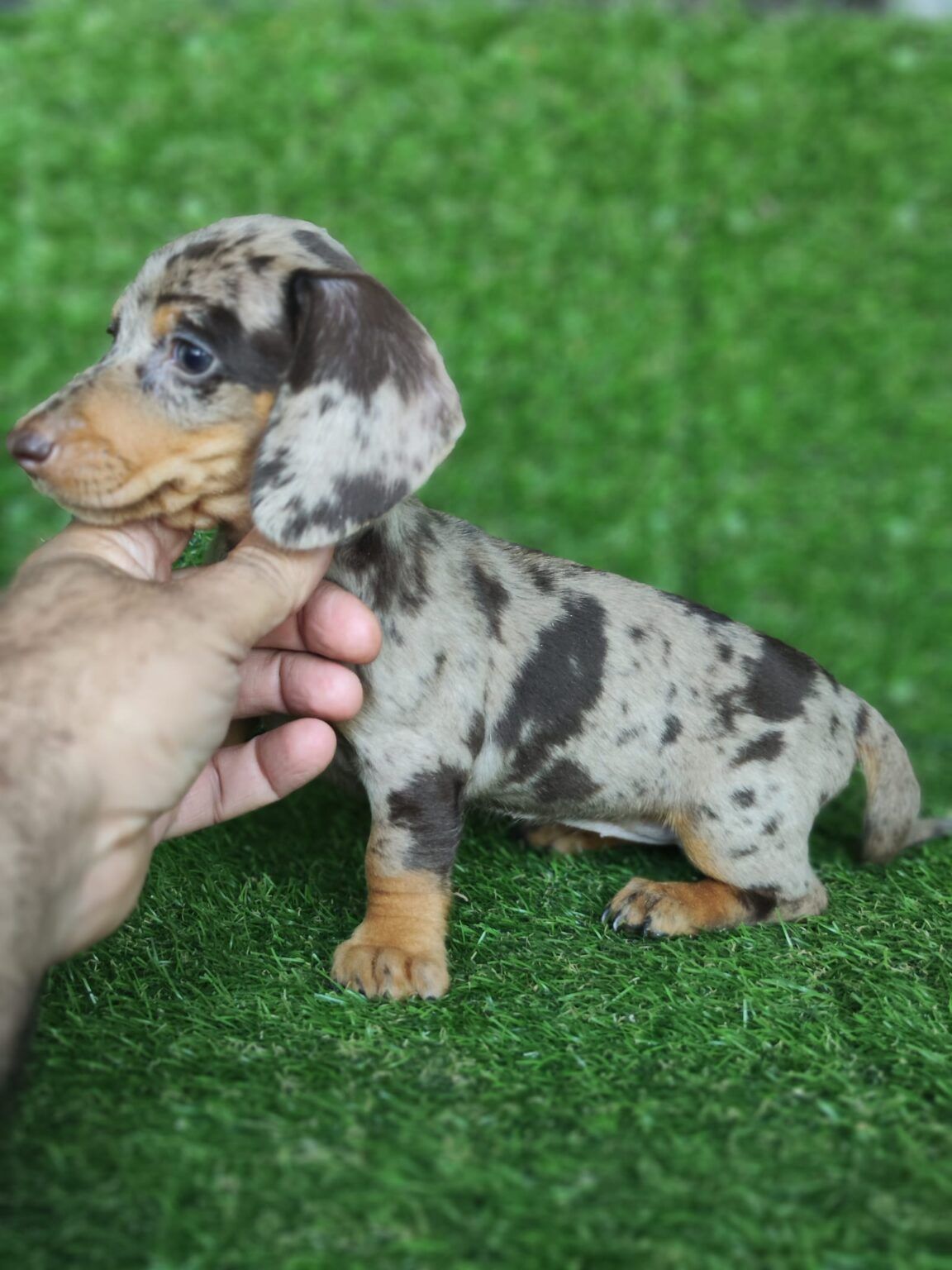 Teckel Kaninchen Madrid | Raza Perro Teckel