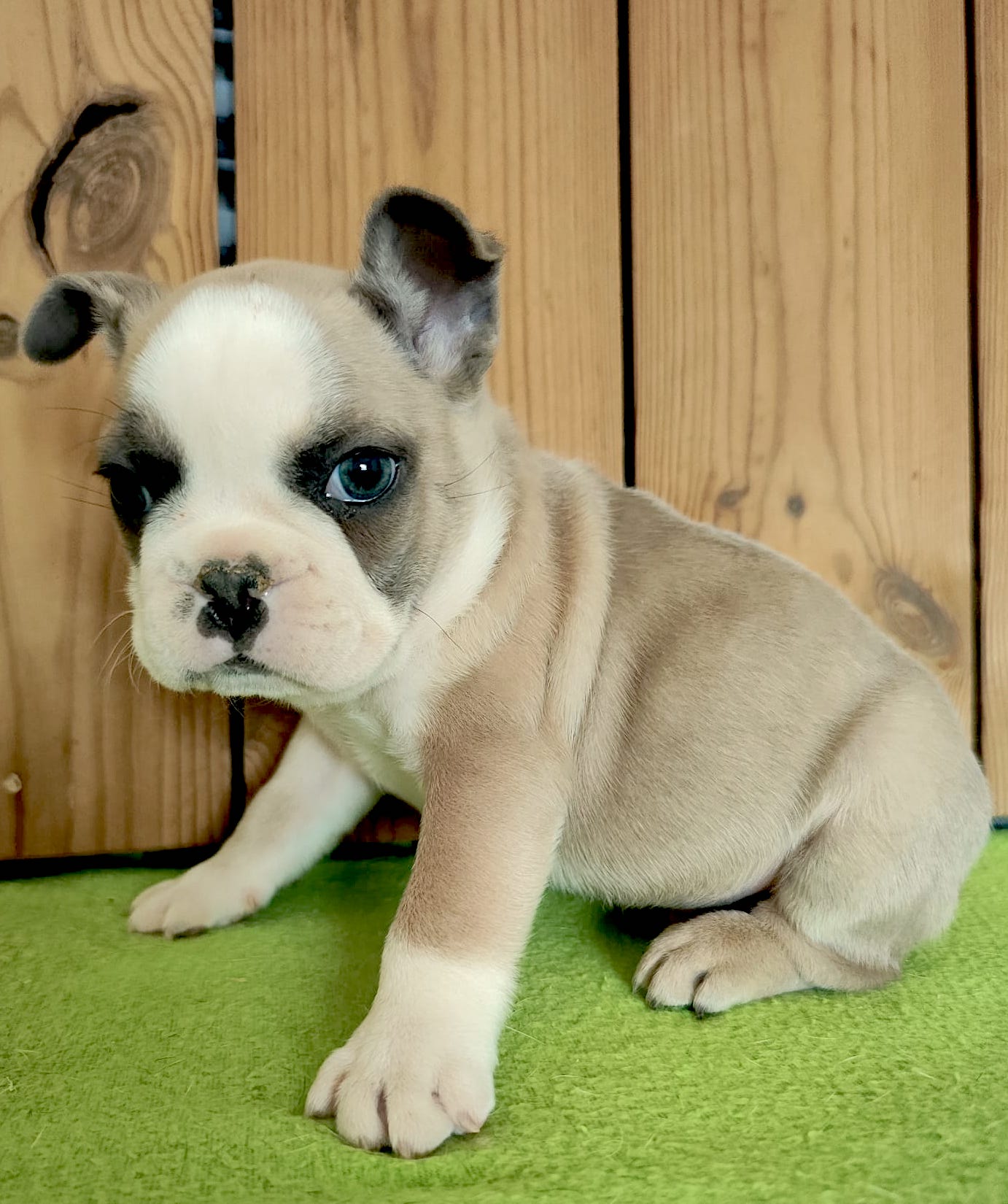 Todo sobre Bulldog francés Husky | Frenchies Husky Fluffy