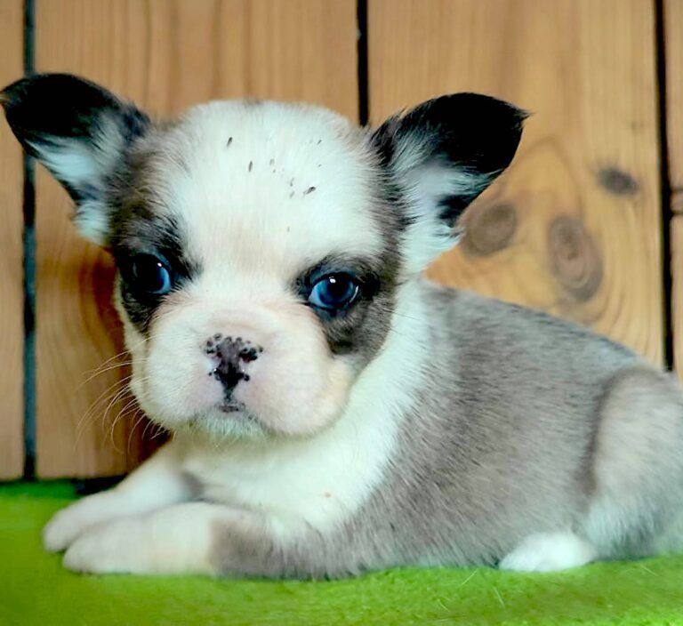 Bulldog Francés Fluffy: El Lujo Hecho Cachorro