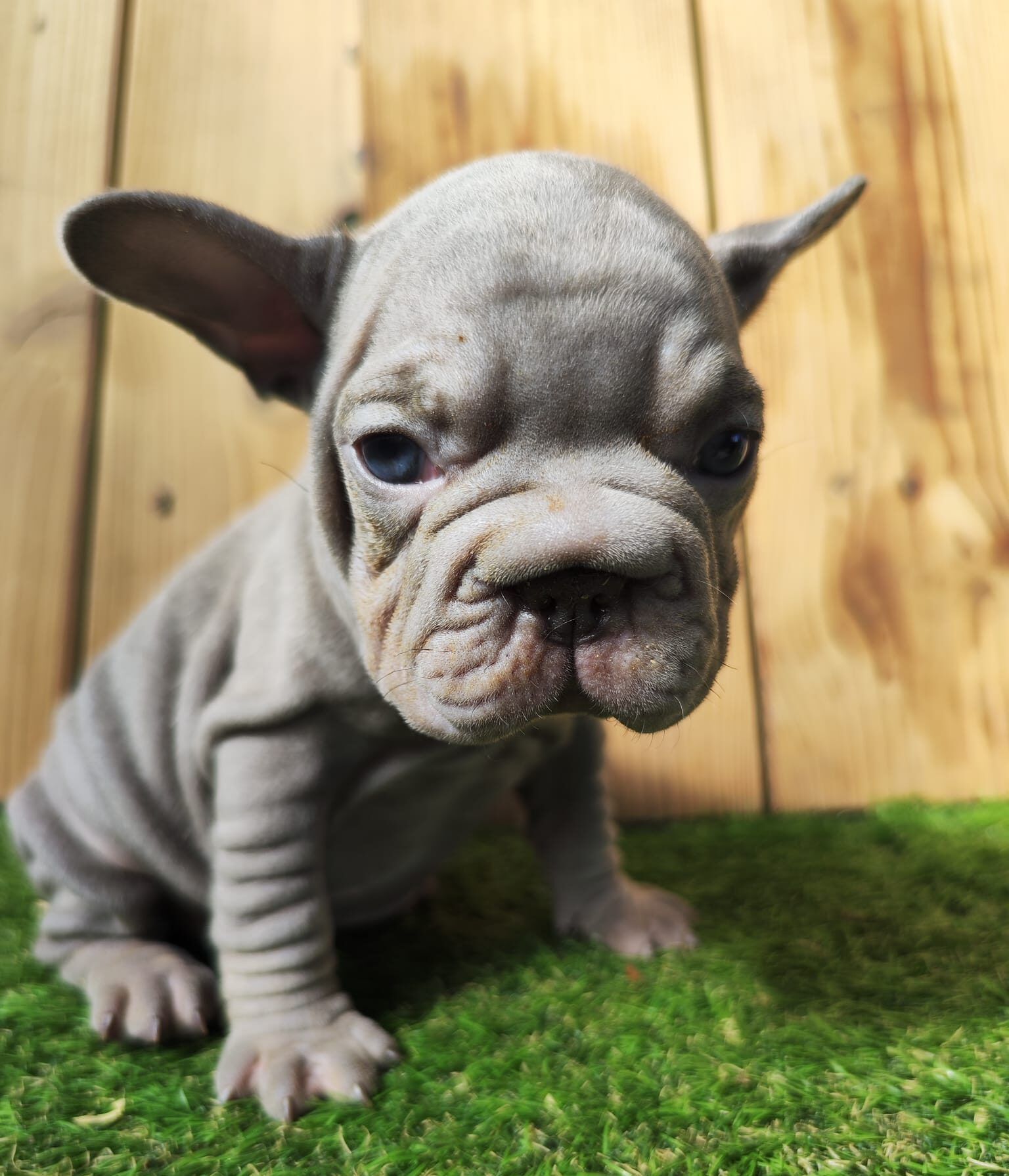 Bulldog francés Velvet | Único Bulldog francés Hipoalergénico