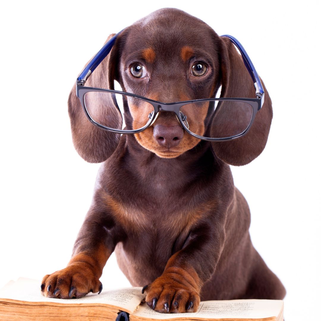 Teckel Kaninchen Madrid | Raza Perro Teckel