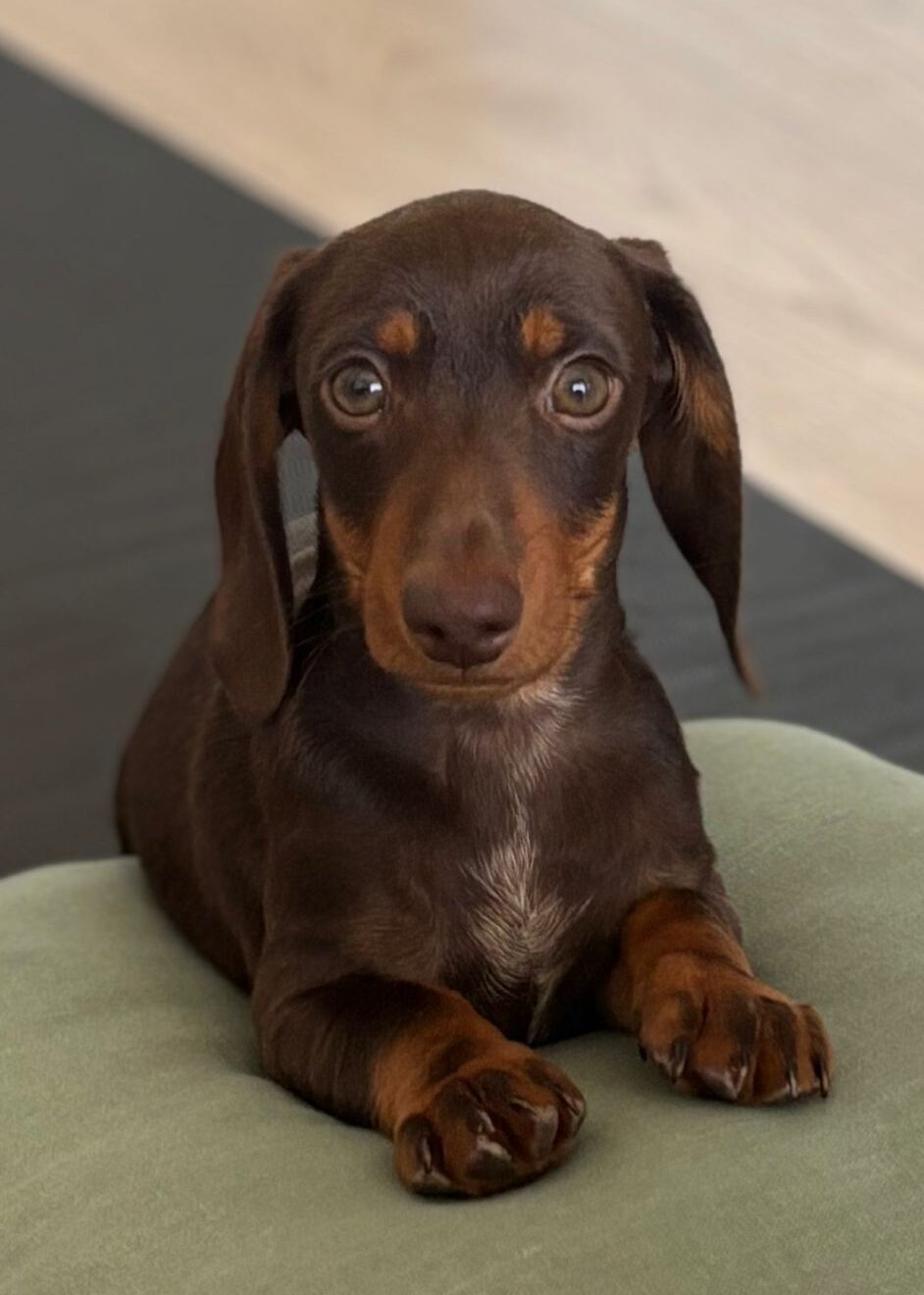 Teckel Chocolate . Cachorros Mini y Kaninchen | Cachorros de Bogdana
